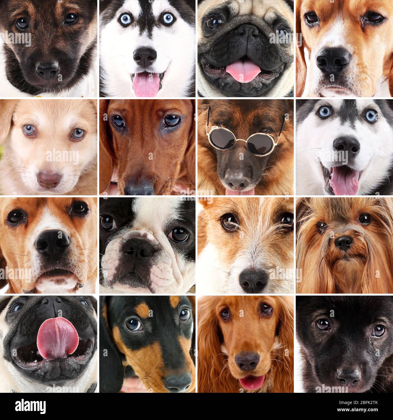 Dog portraits collage Stock Photo - Alamy