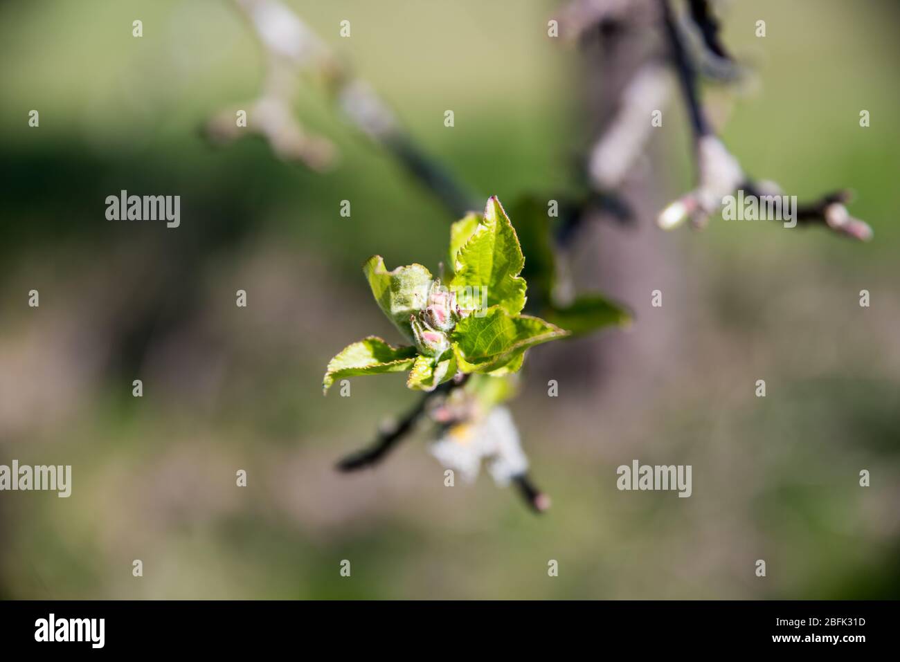 Bud of apple tree right before blooming Stock Photo - Alamy
