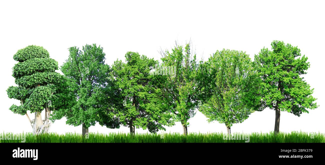 Many green trees isolated on white, Green forest Stock Photo - Alamy