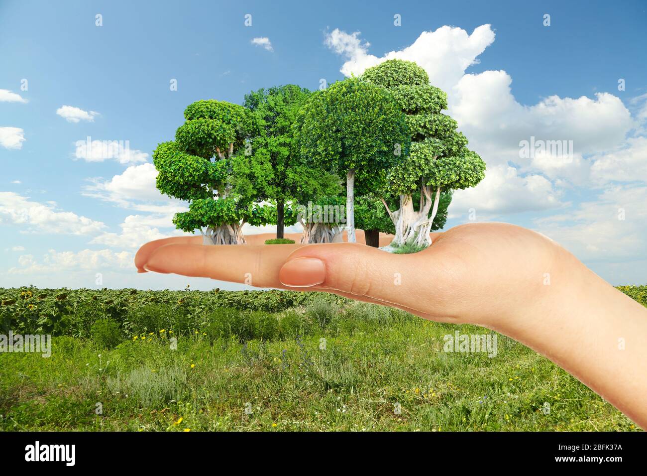 Small forest in hand on nature background Stock Photo - Alamy