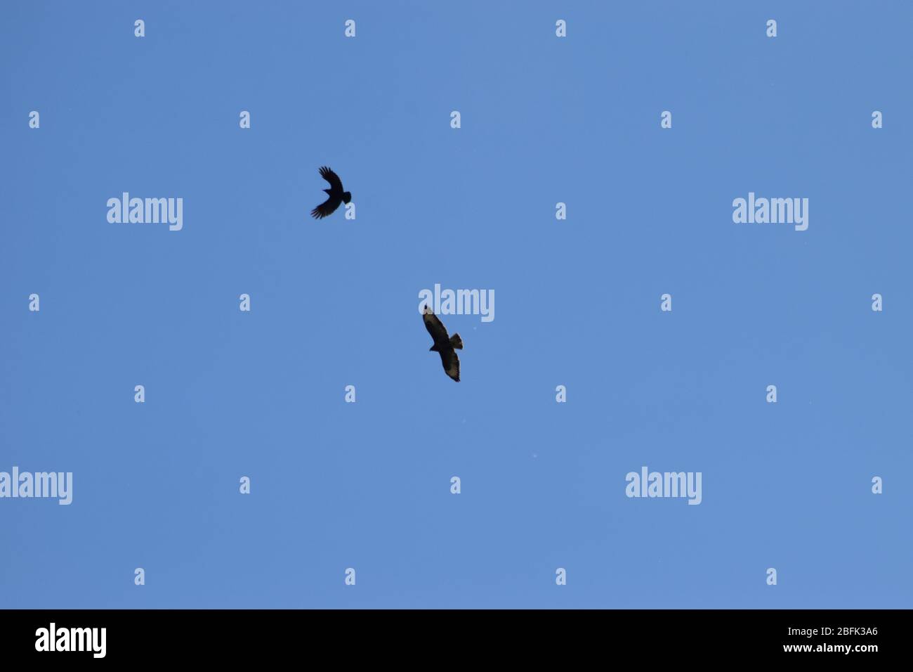 birds of prey fighting Stock Photo - Alamy
