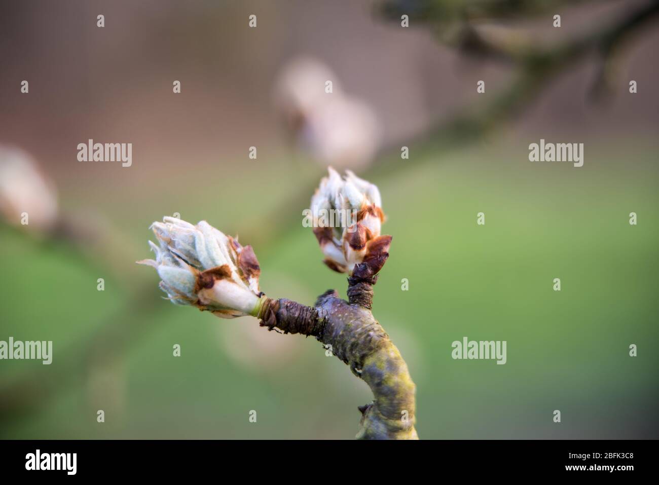 Bud of apple tree right before blooming Stock Photo - Alamy