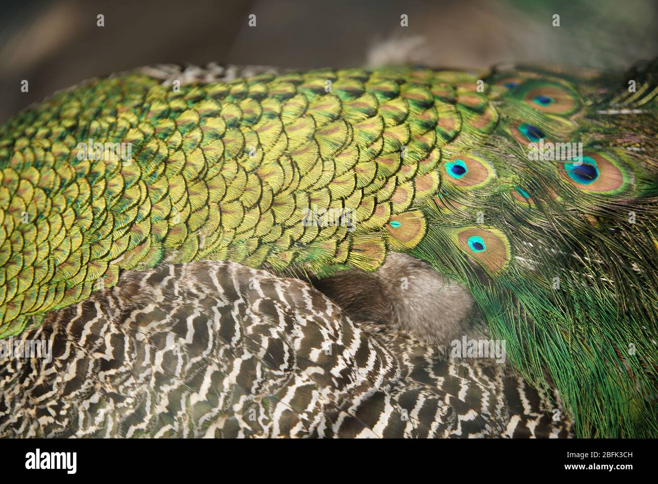 Rucken pfauenfedern hi-res stock photography and images - Alamy