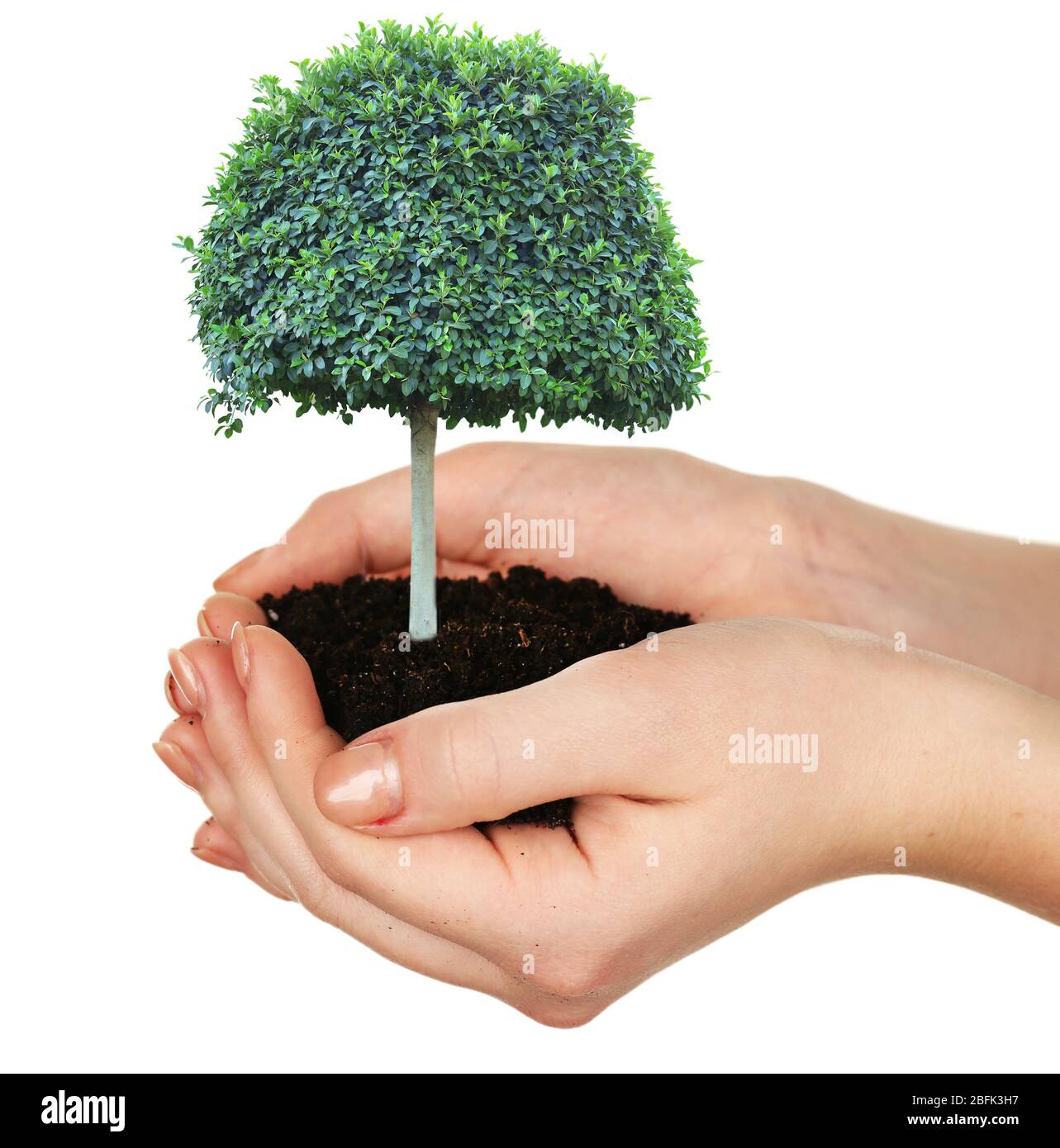 Tree in small park Cut Out Stock Images & Pictures - Alamy