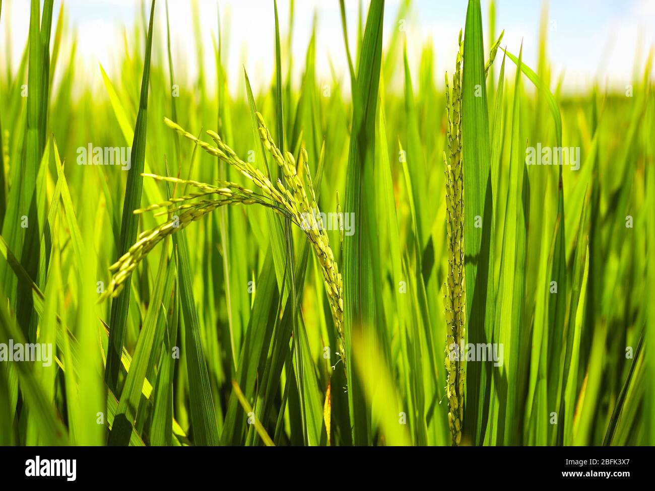 Rice field green stalks hi-res stock photography and images - Alamy