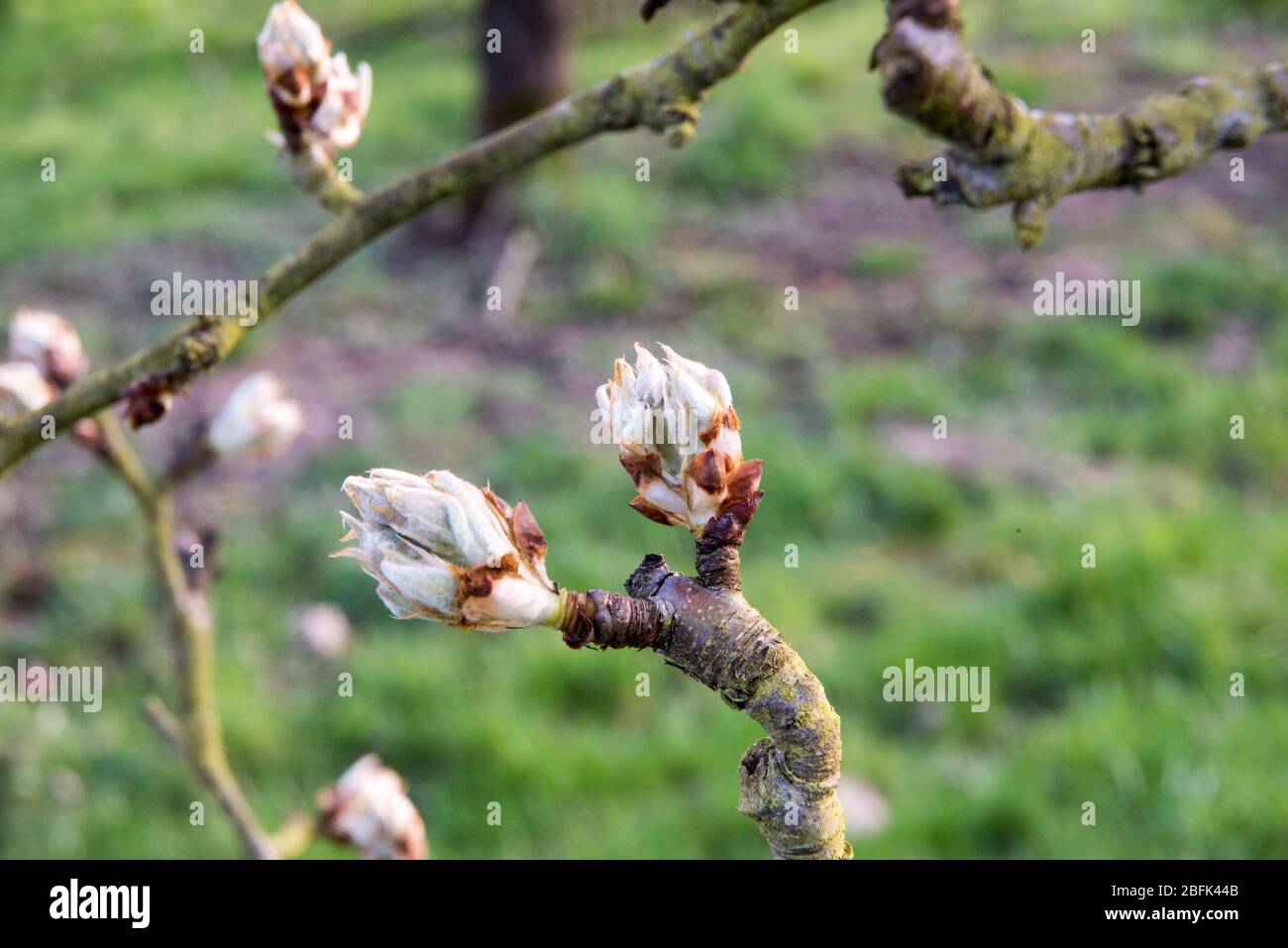 Plum tree right hi-res stock photography and images - Alamy