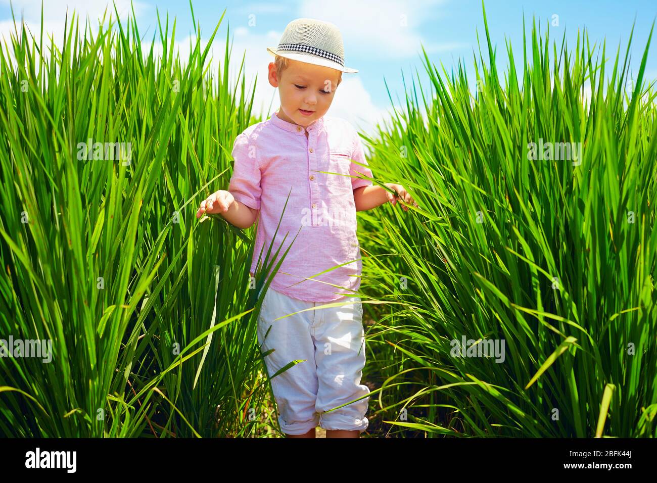 cute little boy walking through the rice field Stock Photo - Alamy