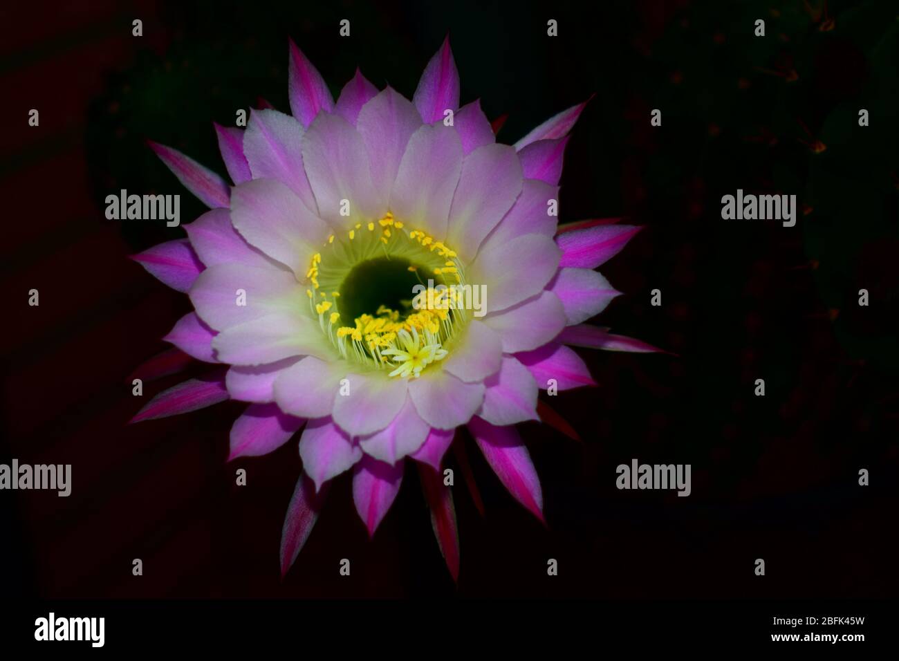 Queen of the night cactus blooming Stock Photo - Alamy