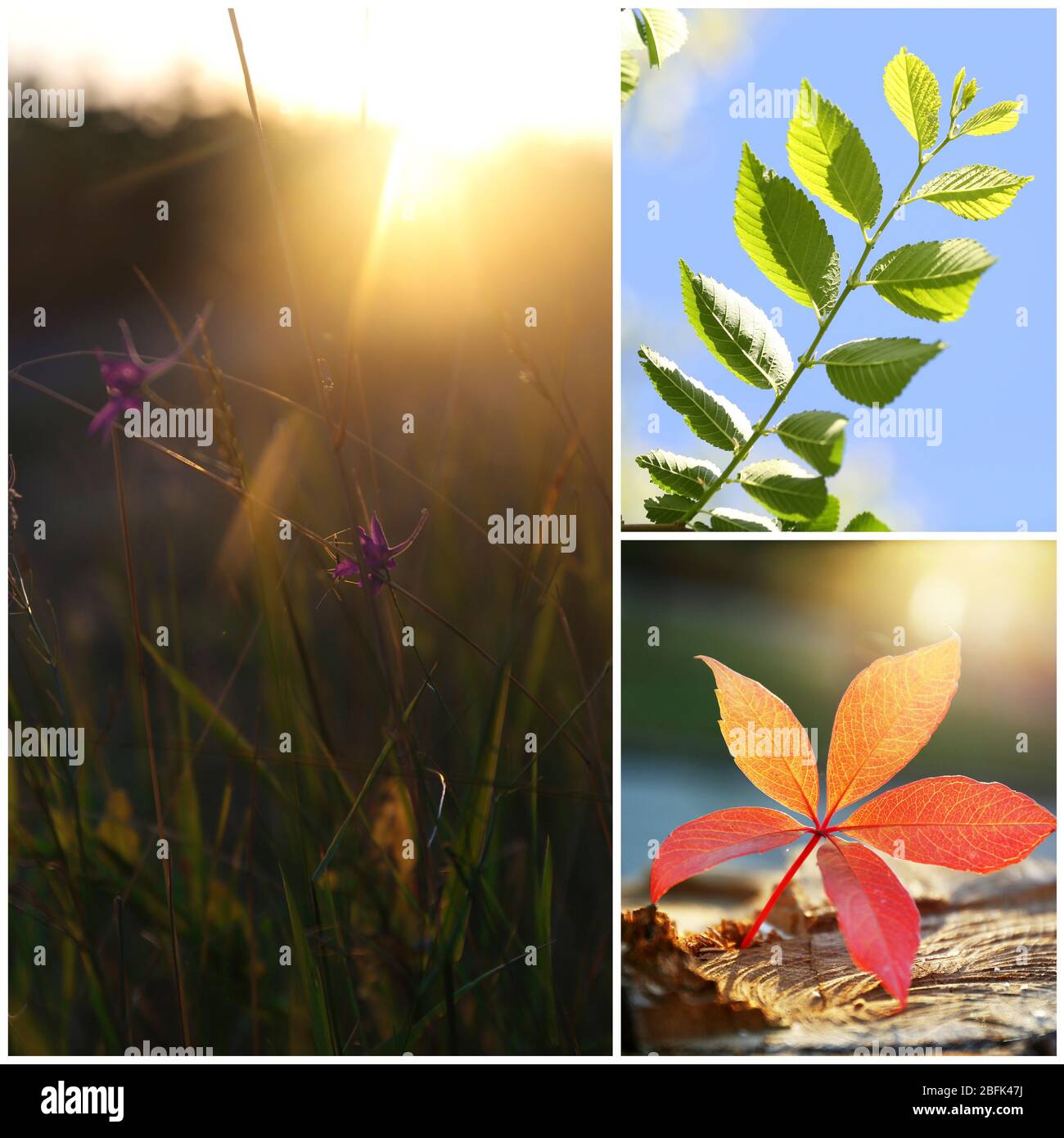 Beautiful nature collage Stock Photo - Alamy