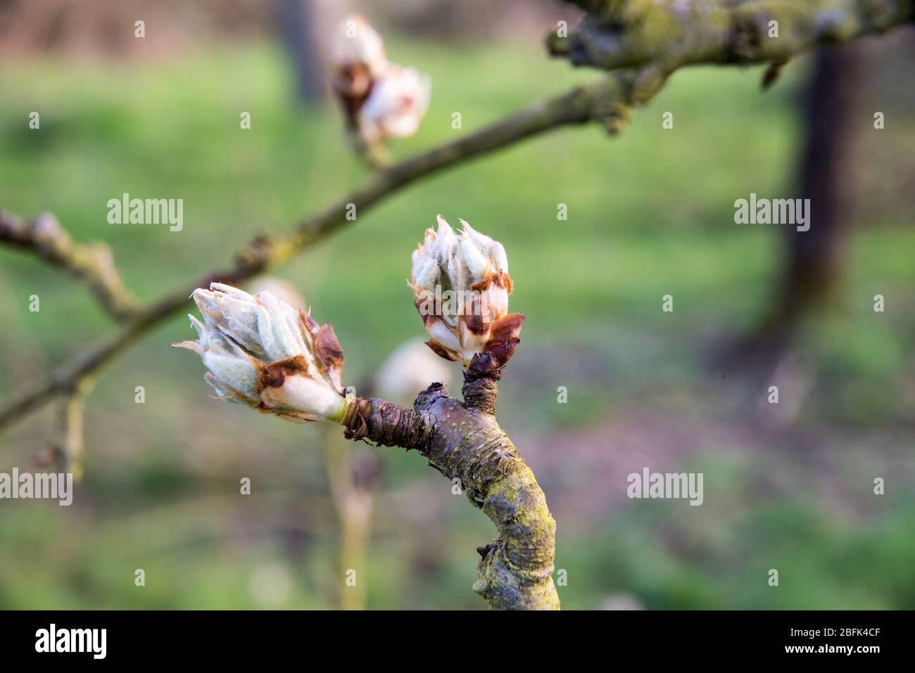 Bud of apple tree right before blooming Stock Photo - Alamy