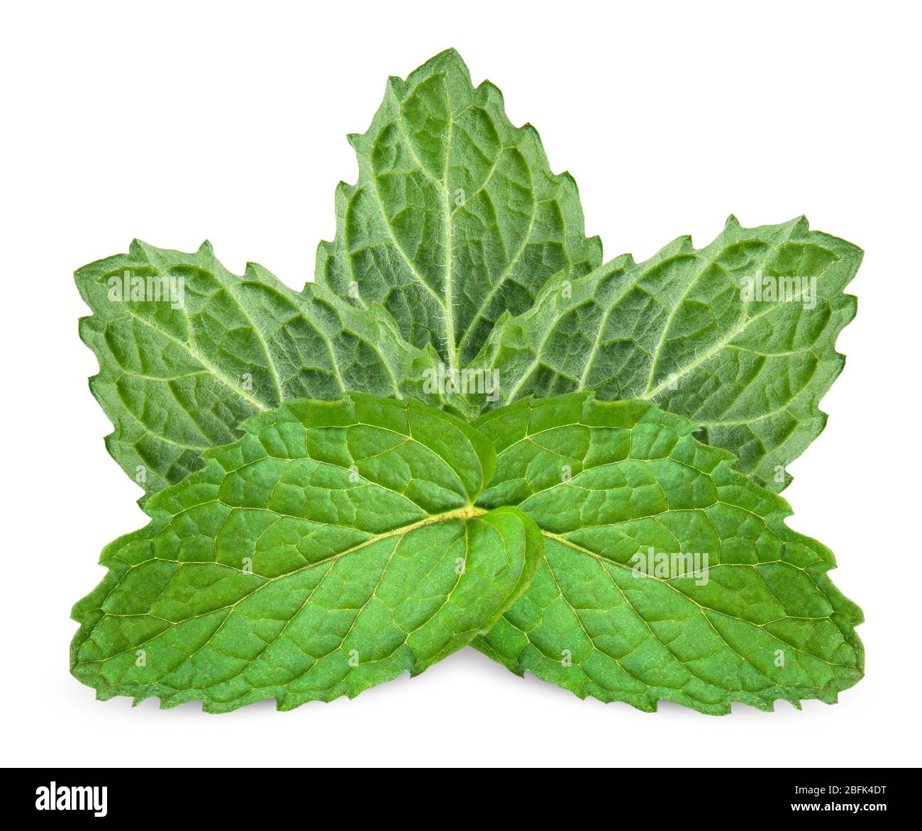 pepper mint isolated on white, mint clipping path all focus Stock Photo ...