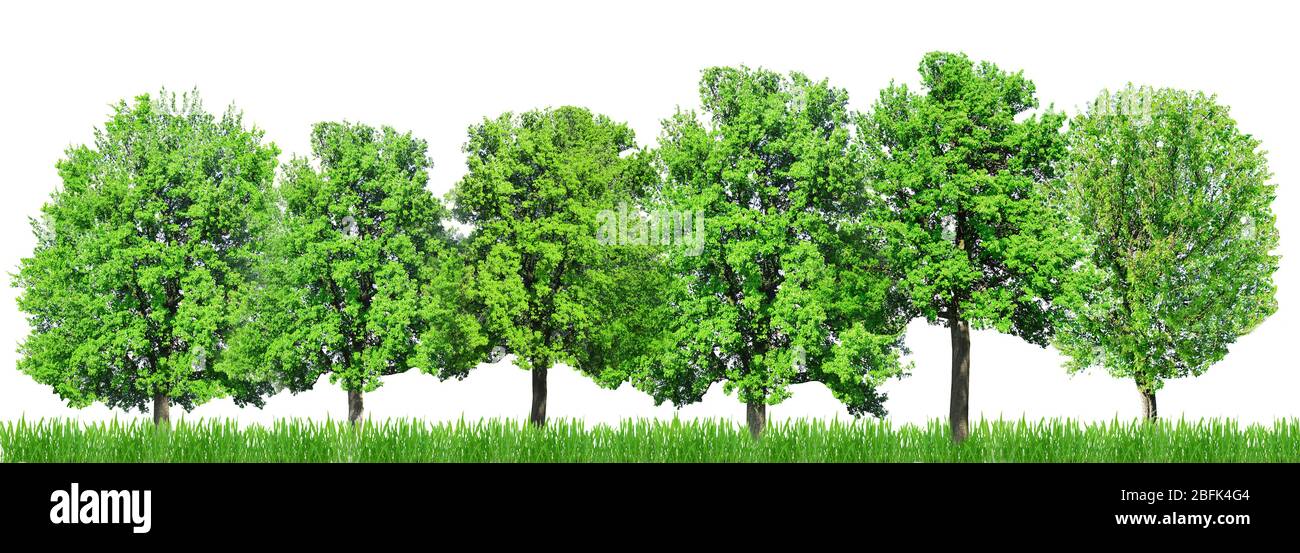 Many green trees isolated on white, Green forest Stock Photo - Alamy