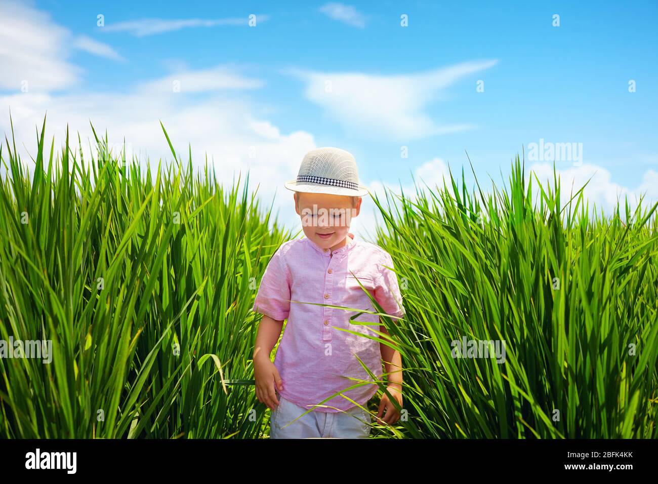 cute little boy walking through the rice field Stock Photo - Alamy