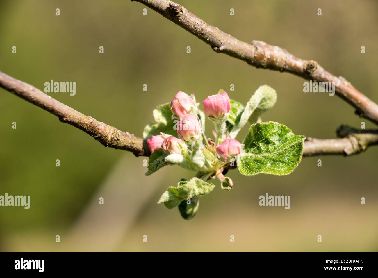 Bud of apple tree right before blooming Stock Photo - Alamy