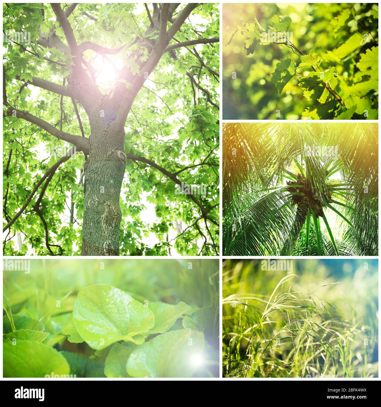 Beautiful nature collage Stock Photo - Alamy