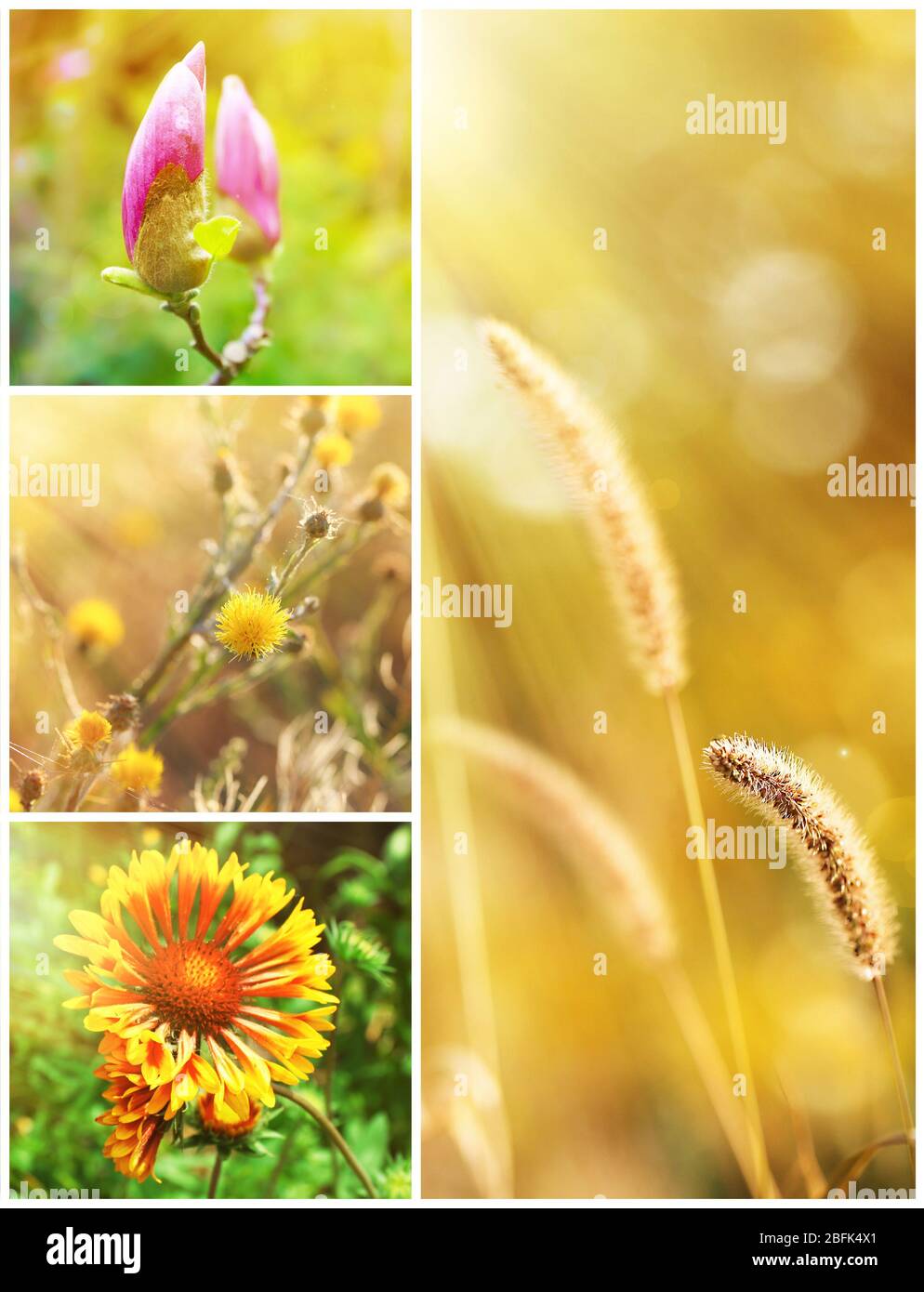 Beautiful nature collage Stock Photo - Alamy