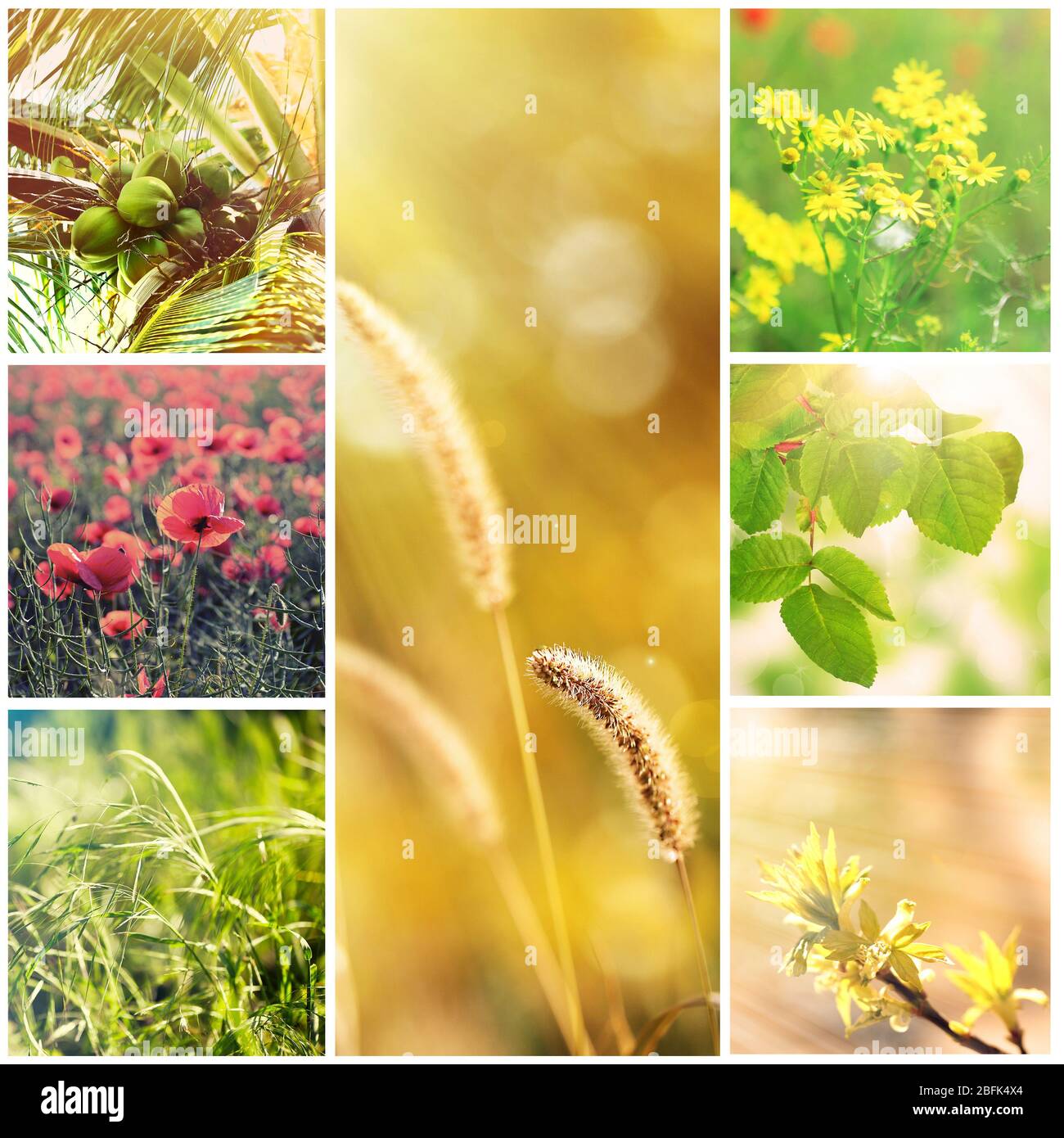Beautiful nature collage Stock Photo - Alamy