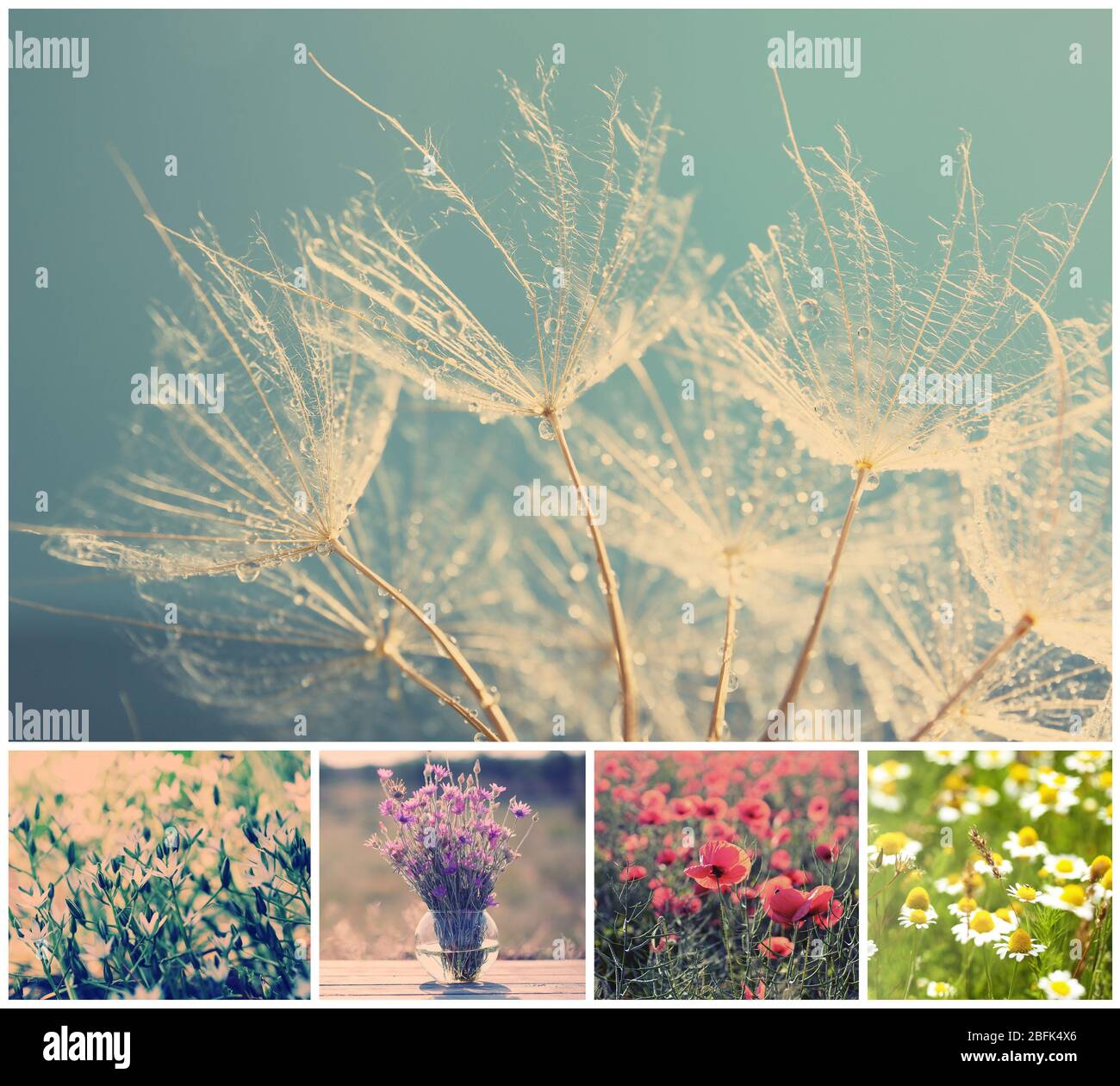 Beautiful nature collage Stock Photo - Alamy