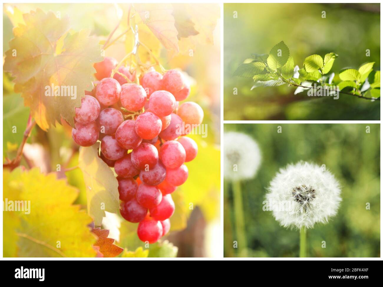 Beautiful nature collage Stock Photo - Alamy