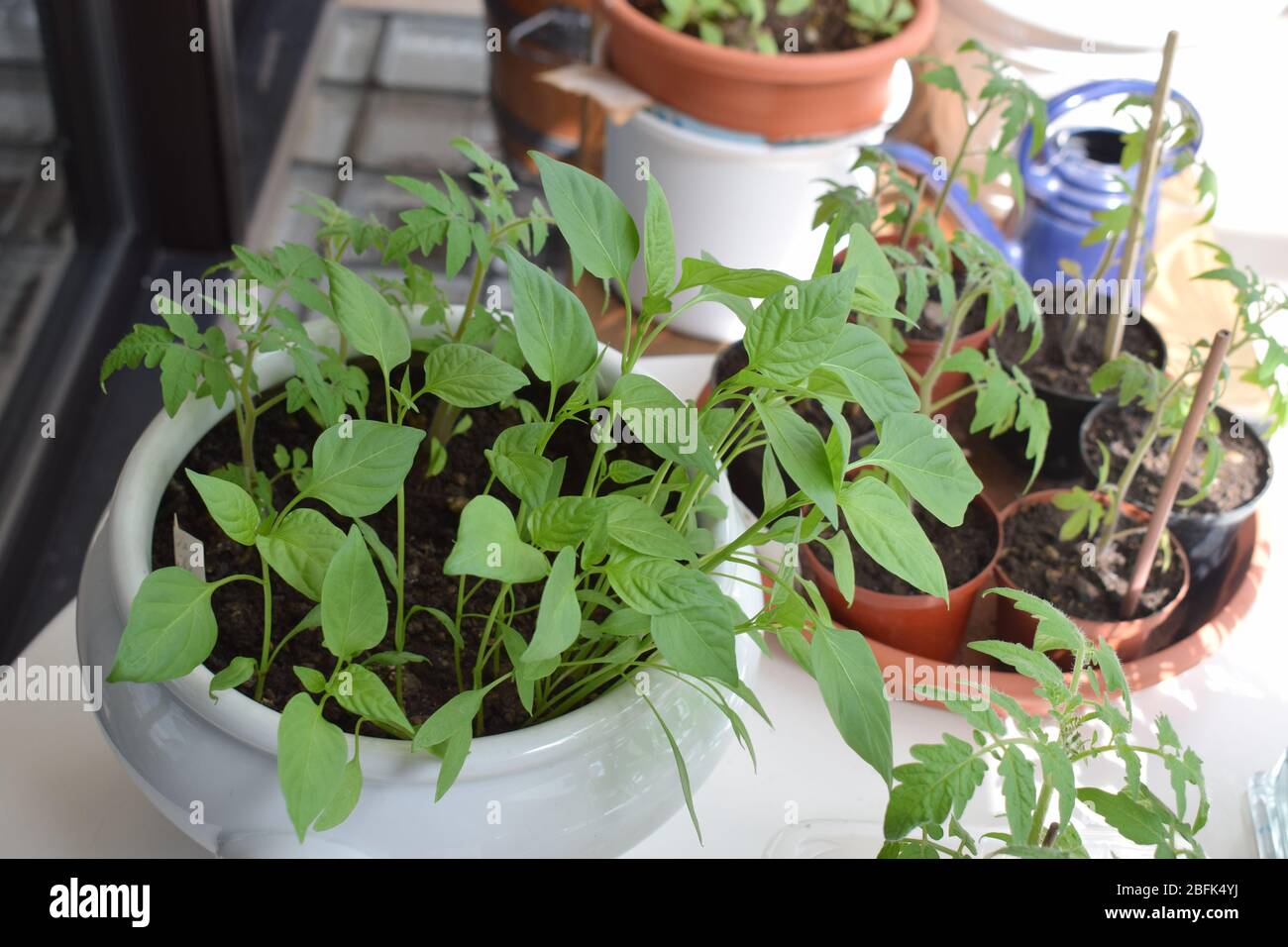 Small paprika plants hi-res stock photography and images - Alamy