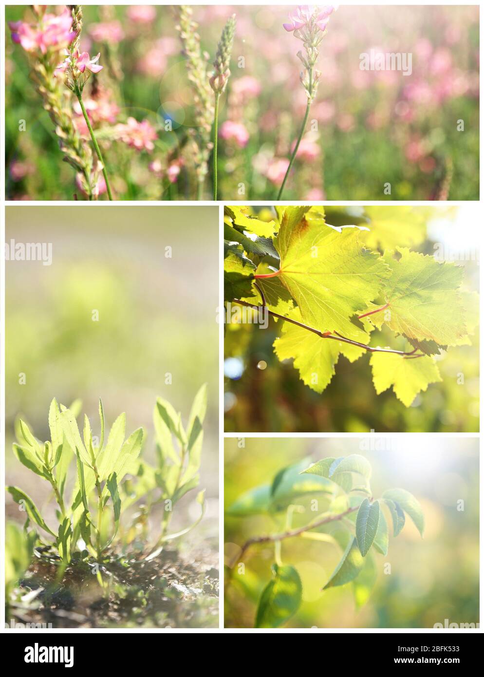 Beautiful nature collage Stock Photo - Alamy