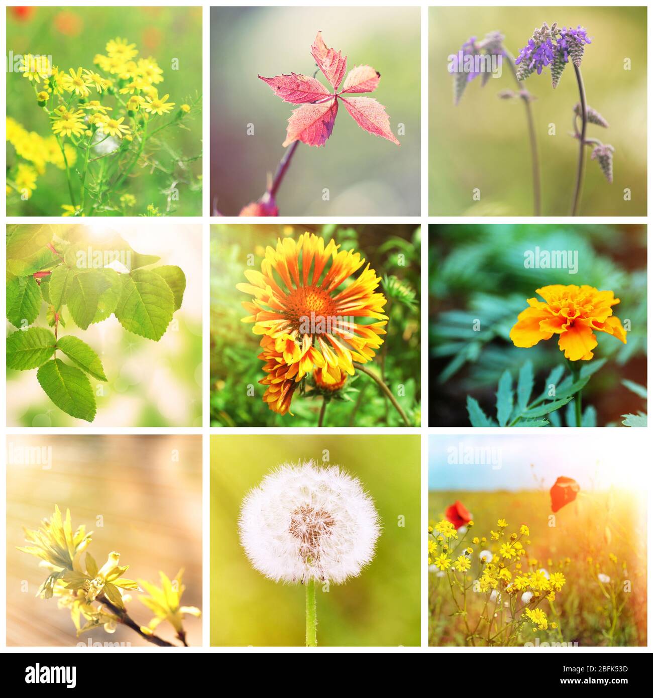 Beautiful nature collage Stock Photo - Alamy