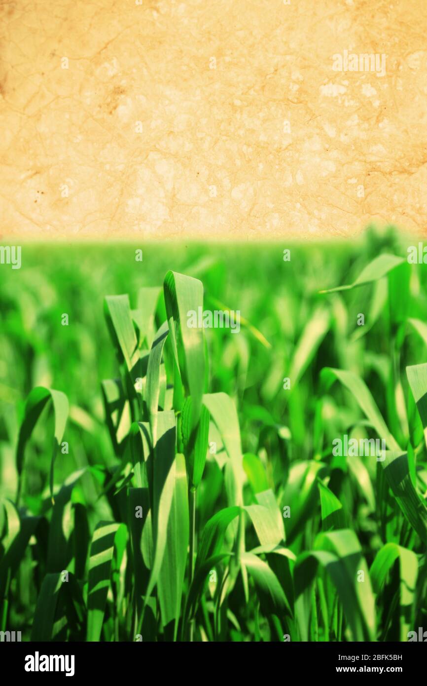 Beautiful green field on old paper texture background Stock Photo - Alamy