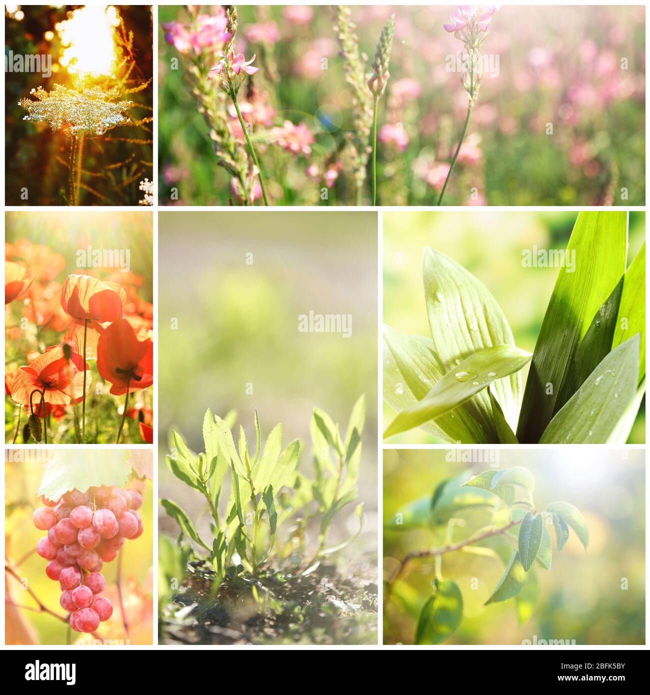 Beautiful nature collage Stock Photo - Alamy