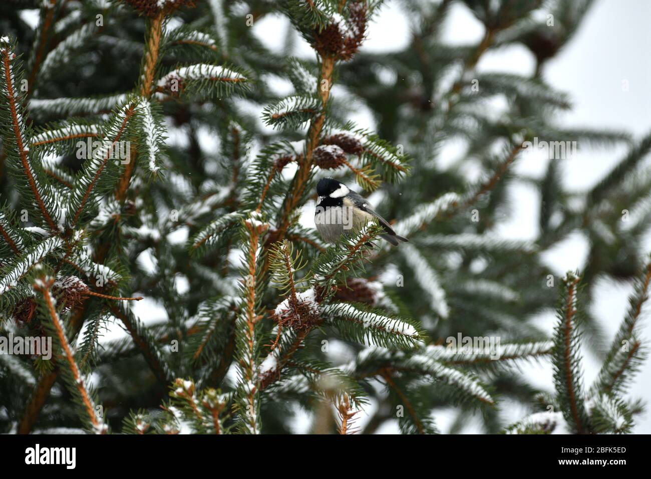 Marsh tit sitting and eating on tallow ball with seeds in winter Stock ...