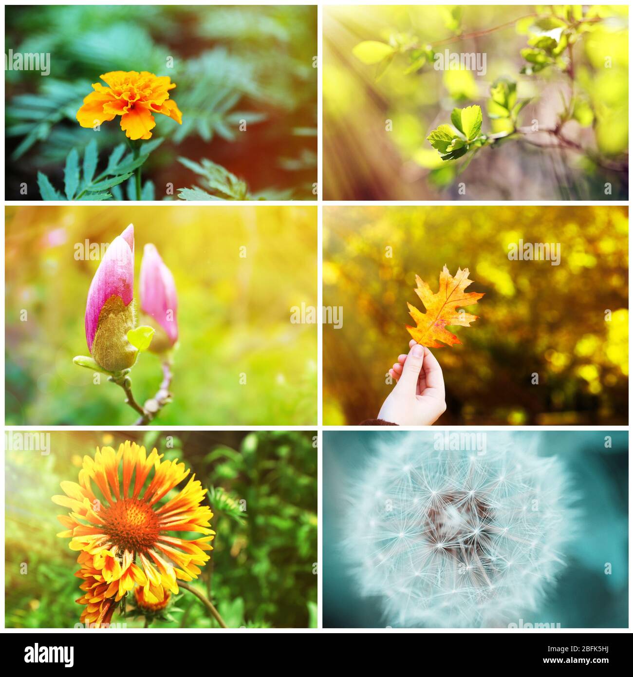 Beautiful nature collage Stock Photo - Alamy