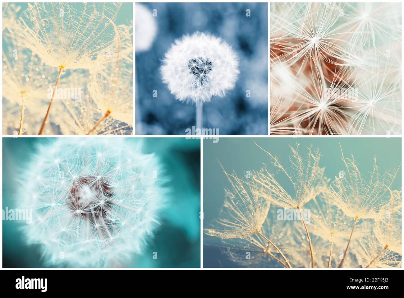 Beautiful nature collage with dandelion flowers Stock Photo - Alamy