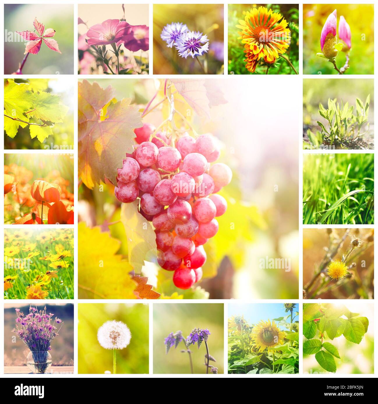Beautiful nature collage Stock Photo - Alamy