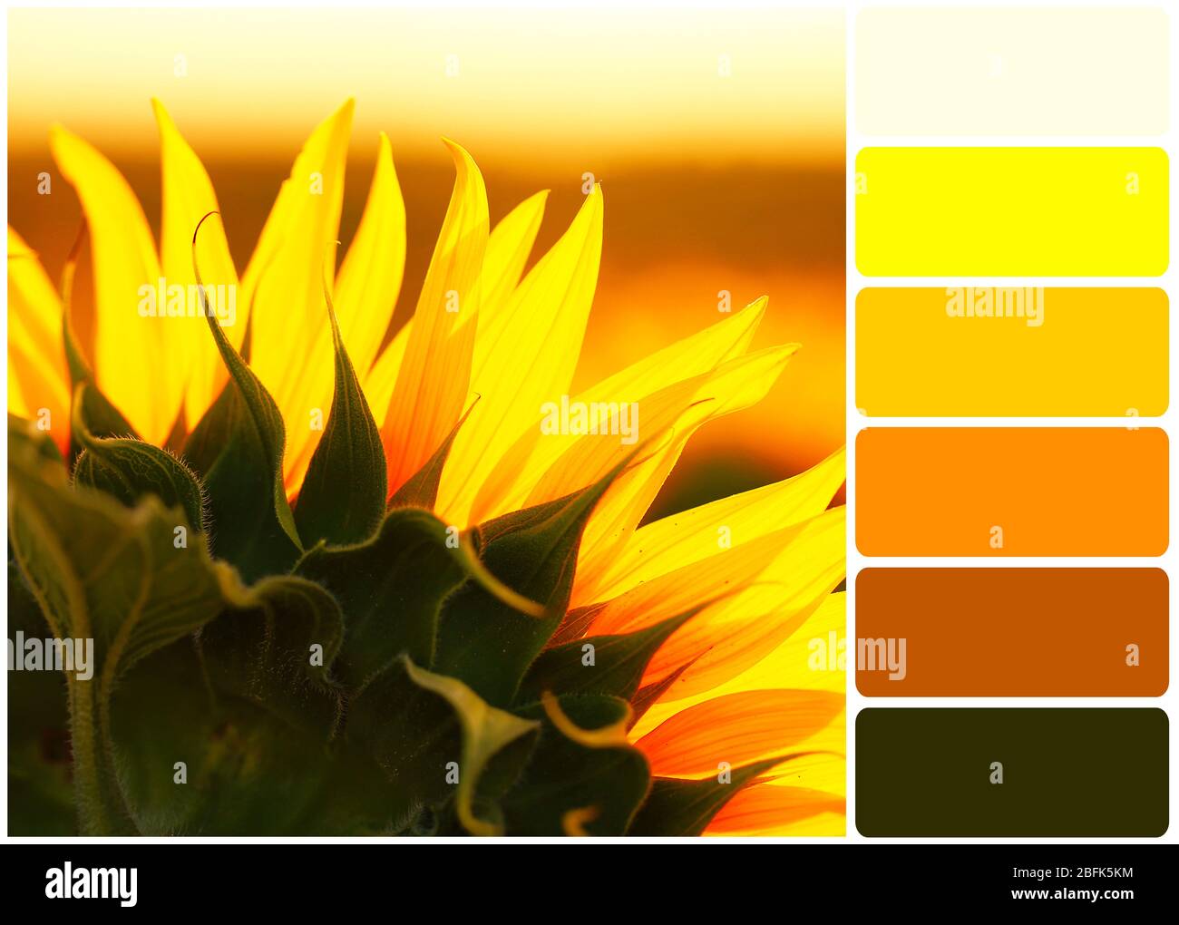 Beautiful sunflowers field and palette of colors Stock Photo - Alamy