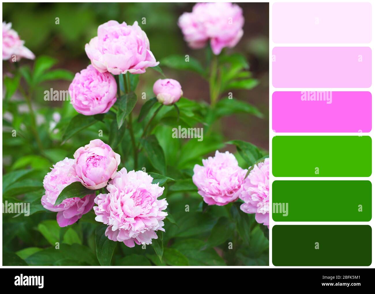 Beautiful pink peonies on green bush in garden and palette of colors ...