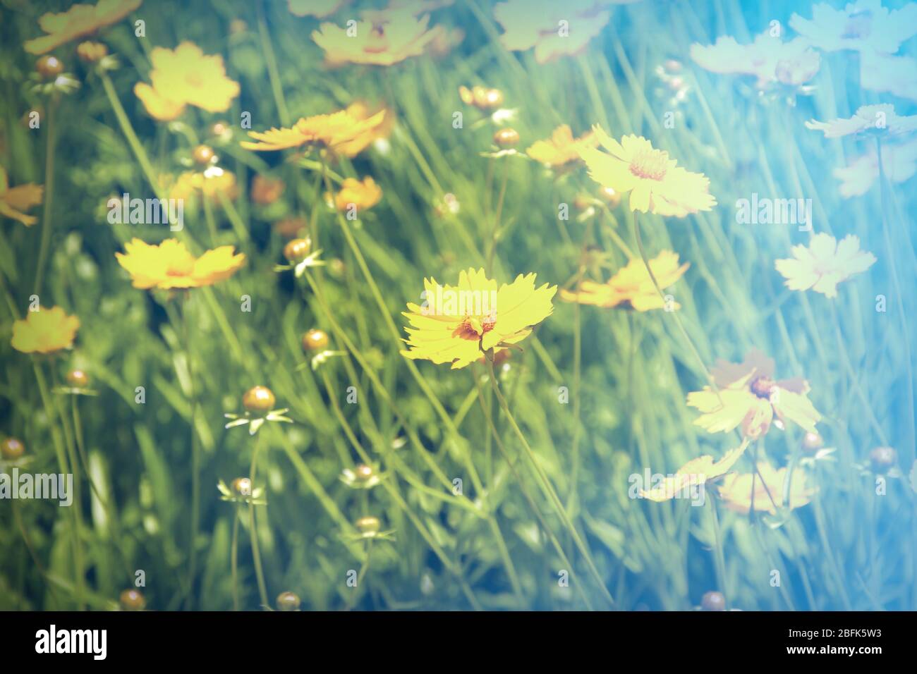 Cosmos flowers with sunlight Stock Photo - Alamy