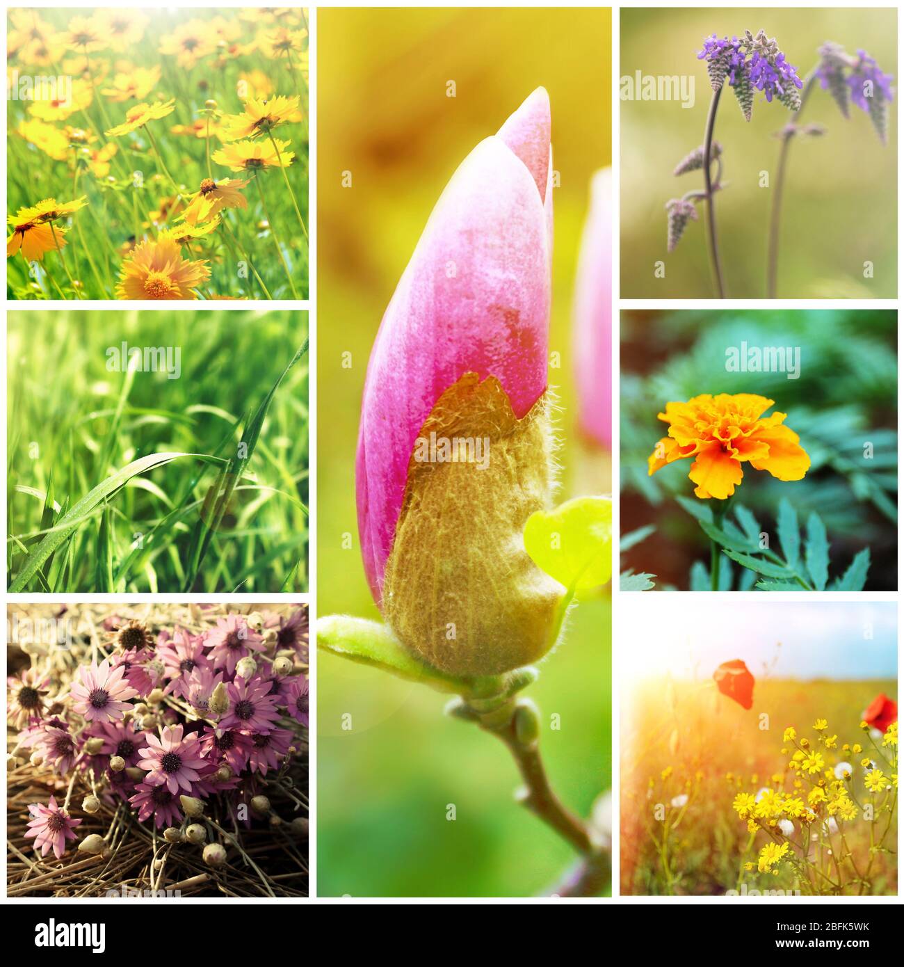 Beautiful nature collage Stock Photo - Alamy