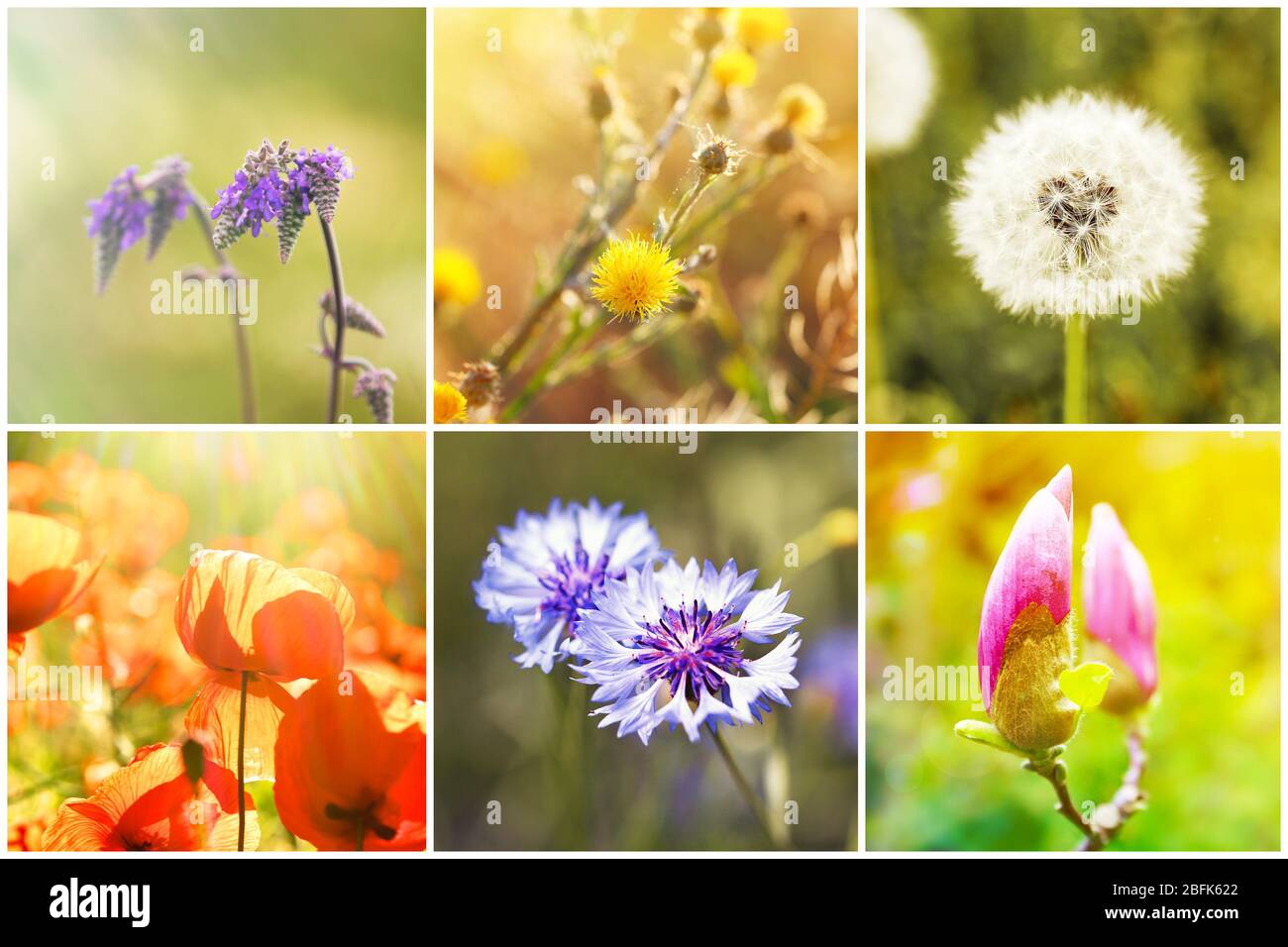 Beautiful nature collage with flowers Stock Photo - Alamy