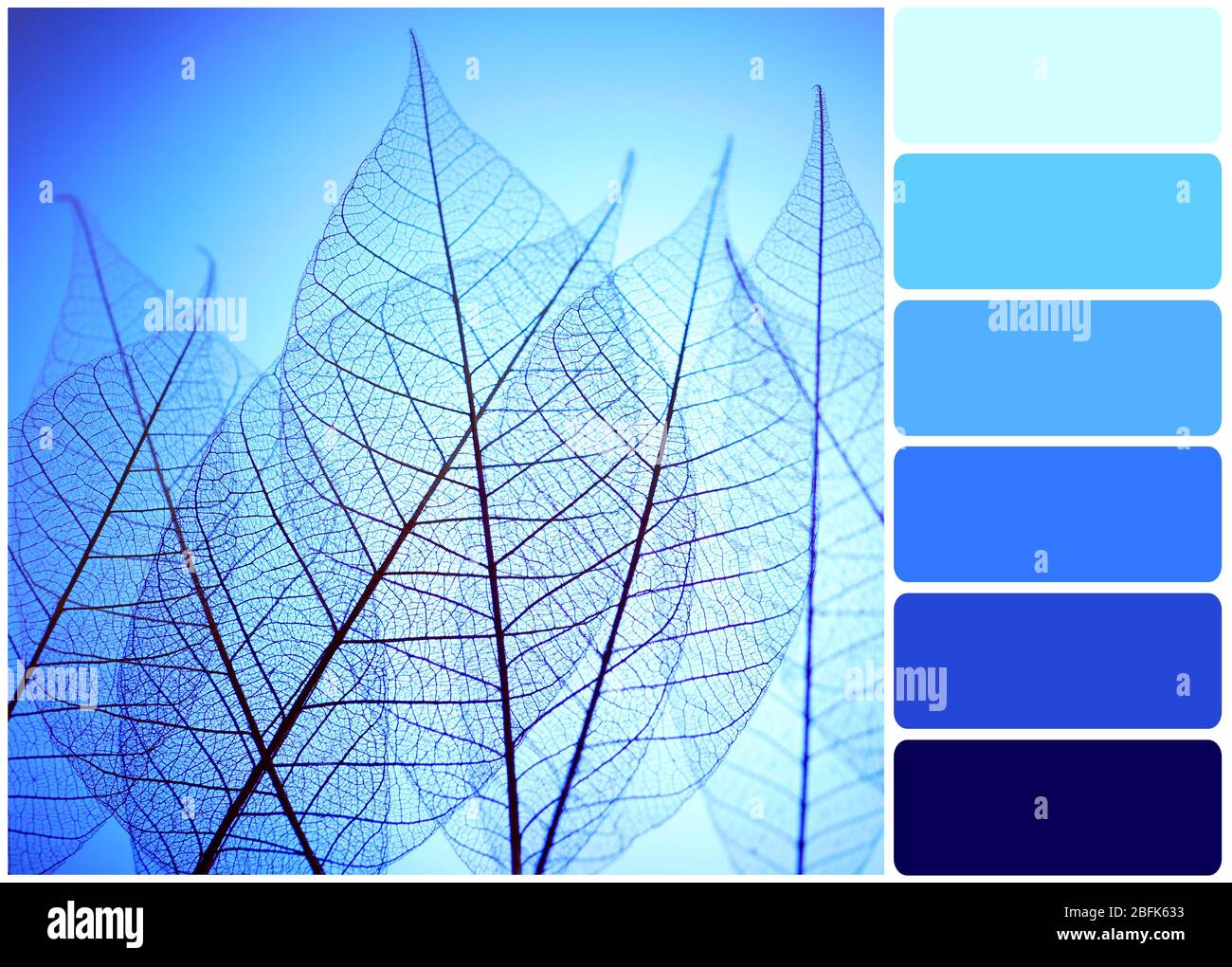 Skeleton leaves on blue background and palette of colors Stock Photo ...