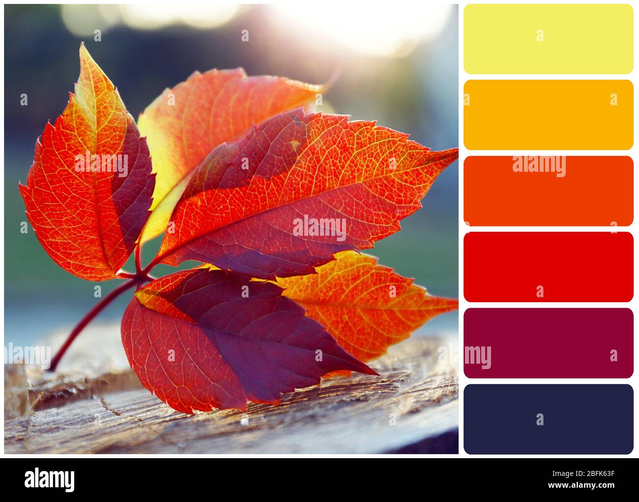 Beautiful autumn leaf on stump and palette of colors Stock Photo - Alamy