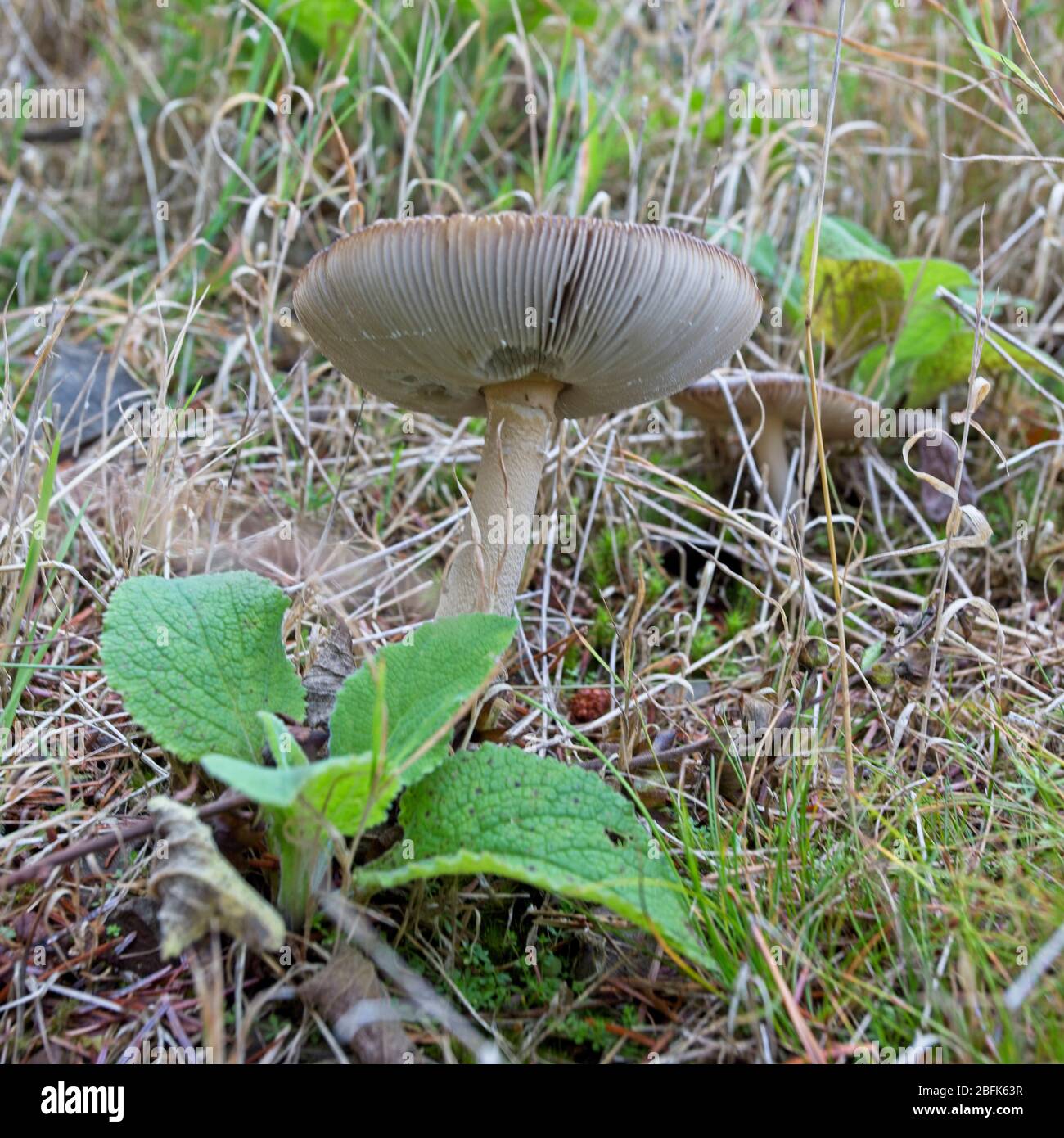Toadstool in conifer woodland, Scottish Borders, Scotland, UK Stock ...