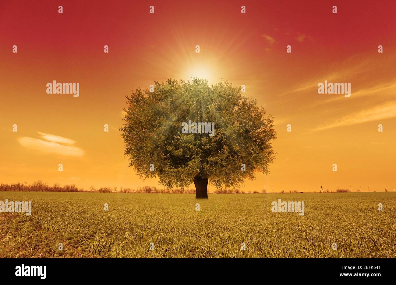 Beautiful sunset with tree Stock Photo - Alamy