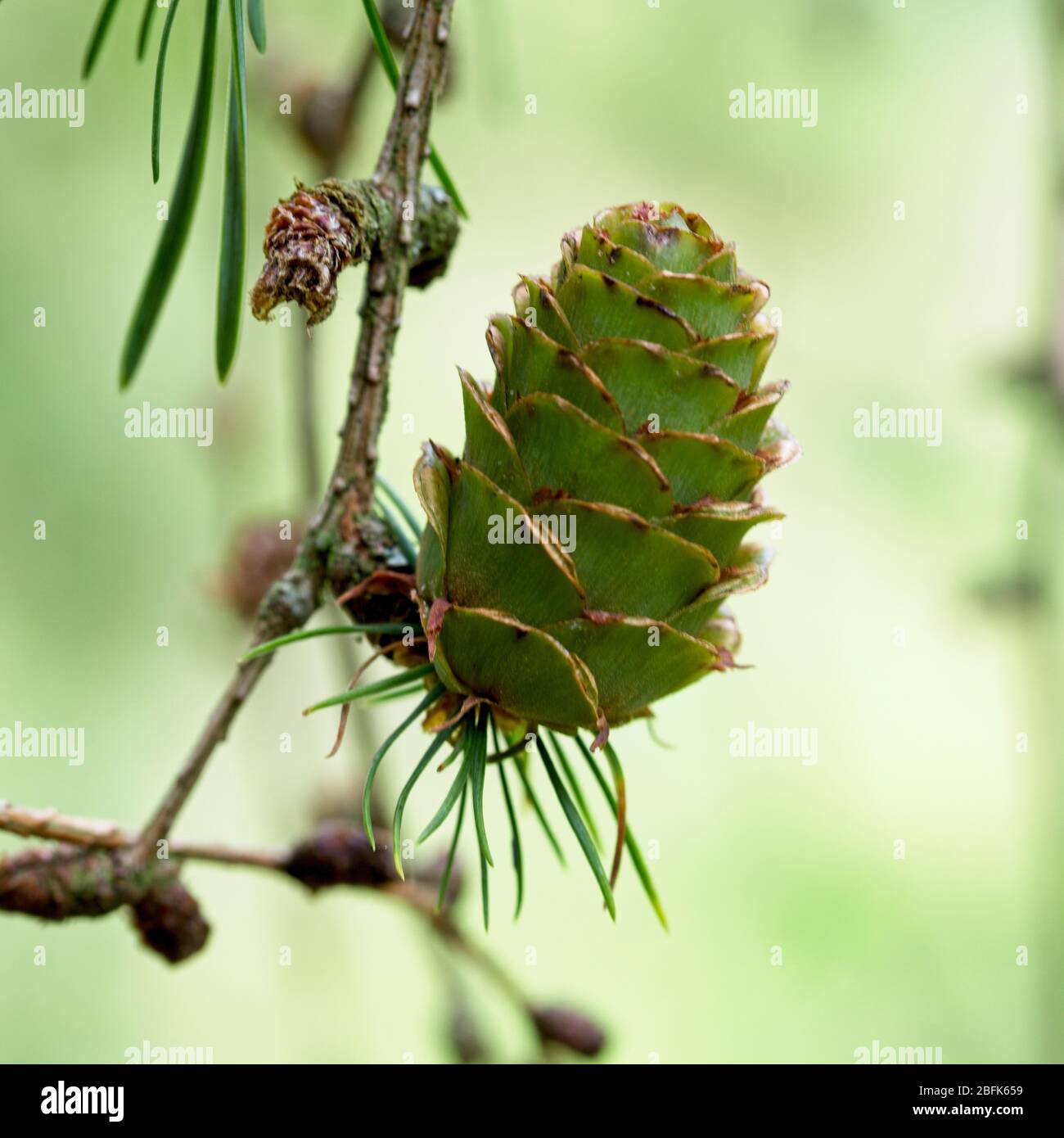 Tree borders hi-res stock photography and images - Alamy