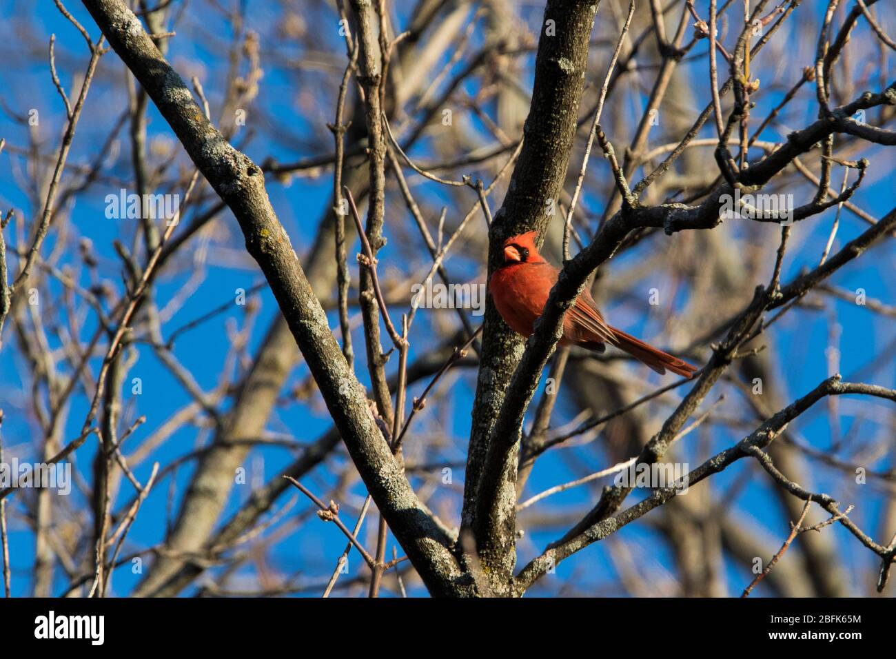 northern cardinal male in spring Stock Photo - Alamy