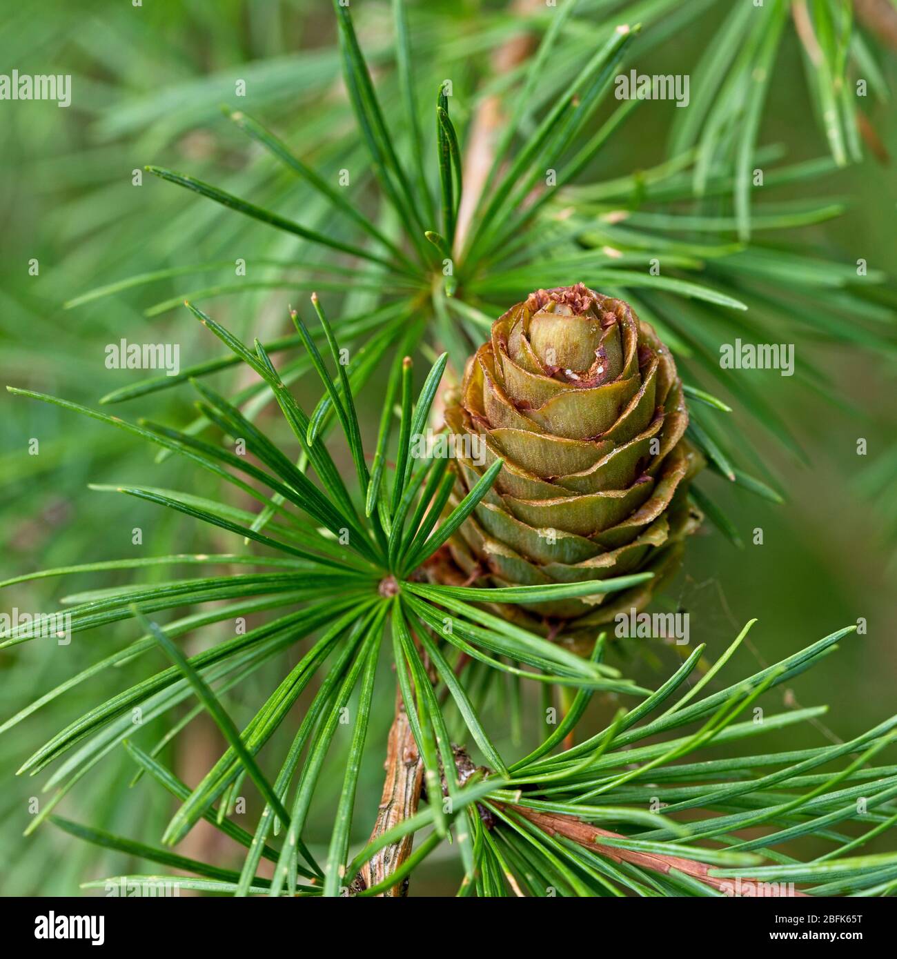 A developing cone on a fir tree, Scottish Borders, Scotland, UK Stock ...