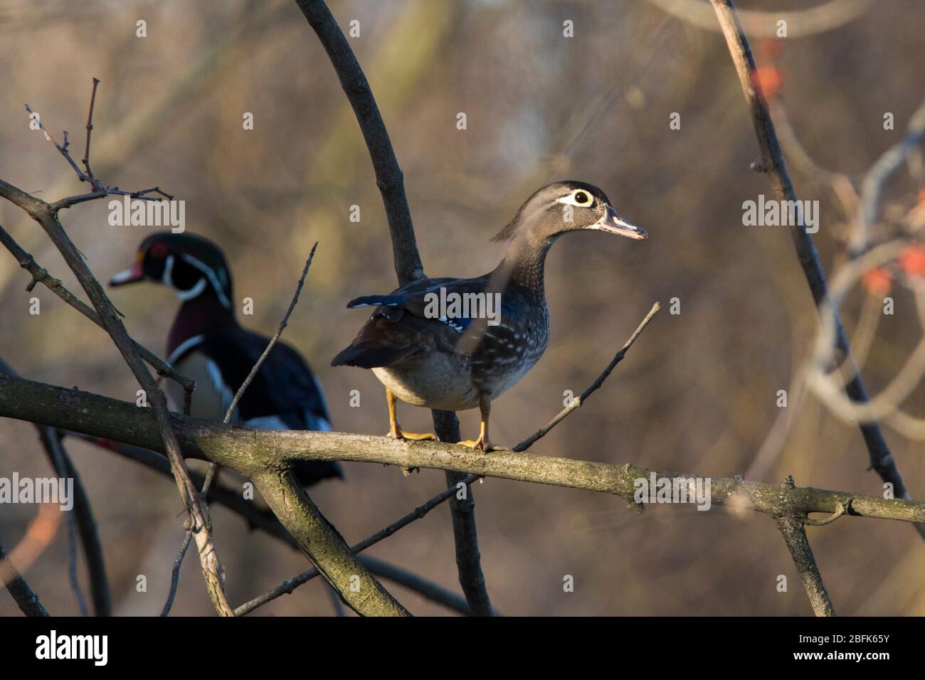 wood duck landing in spring Stock Photo - Alamy