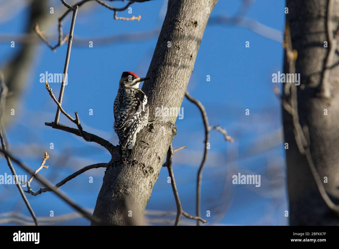 Yellow bellied sapsucker feather hi-res stock photography and images ...