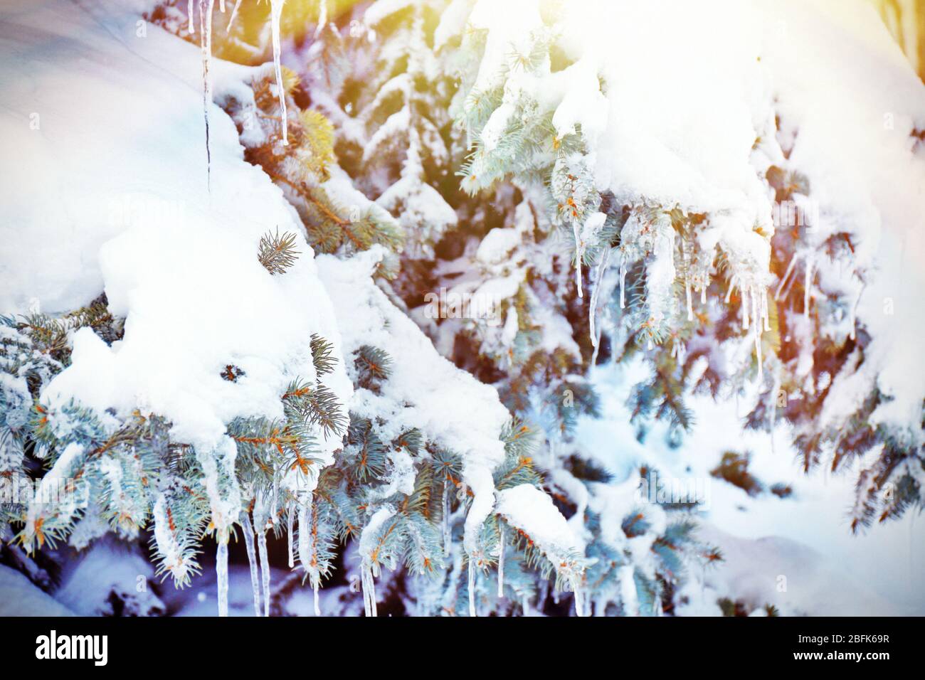 Frosty air fir trees hi-res stock photography and images - Alamy