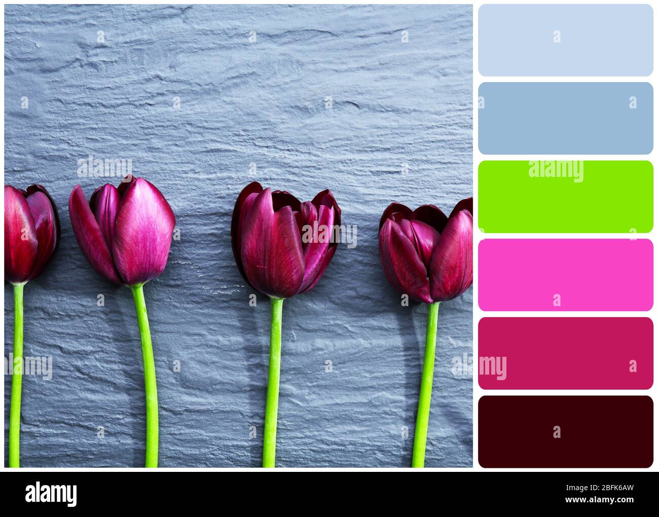 Beautiful violet tulips on gray background and palette of colors Stock ...