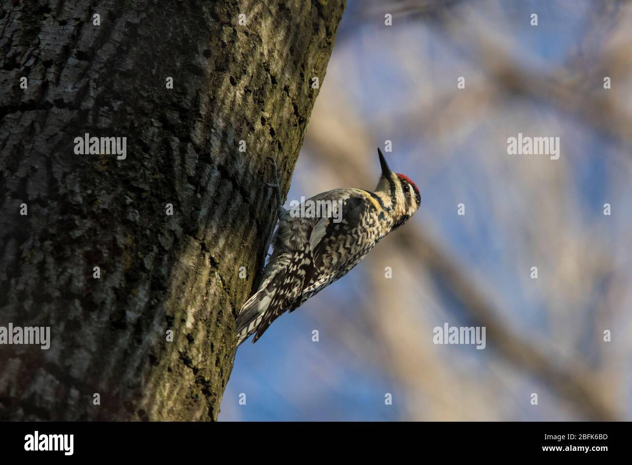 Yellow bellied sapsucker feather hi-res stock photography and images ...
