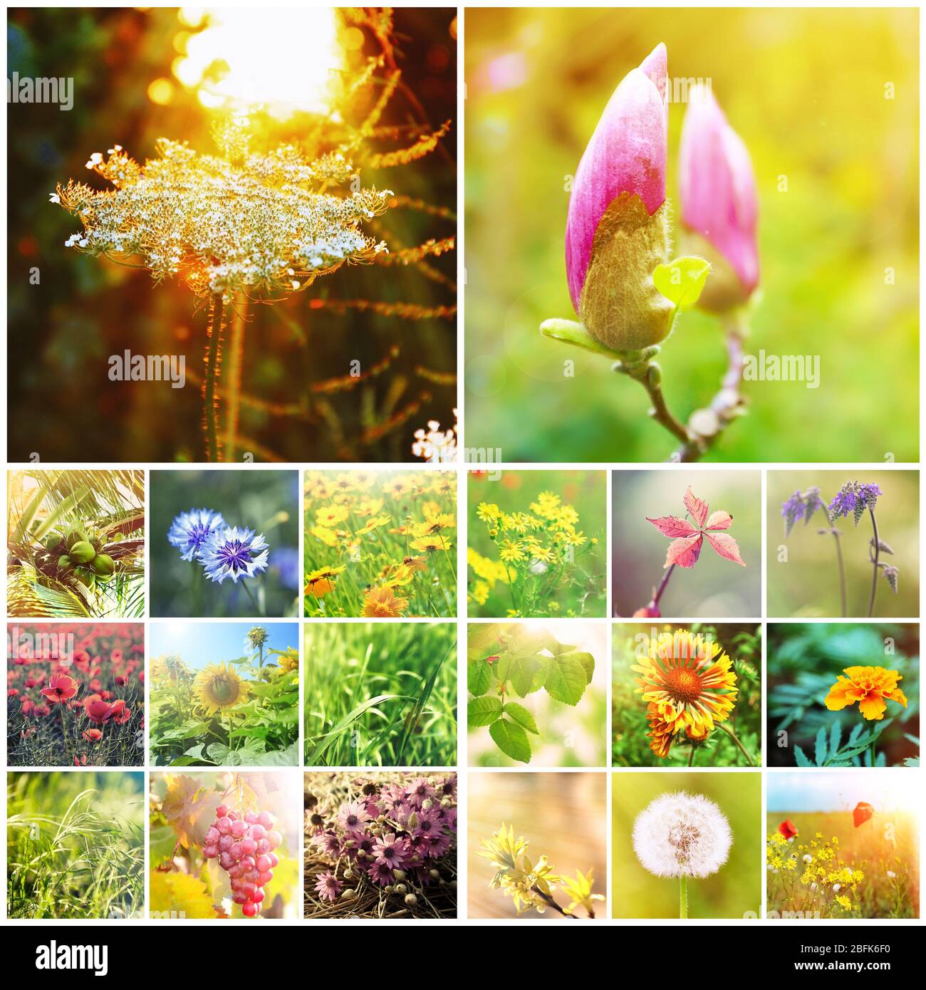 Beautiful nature collage Stock Photo - Alamy